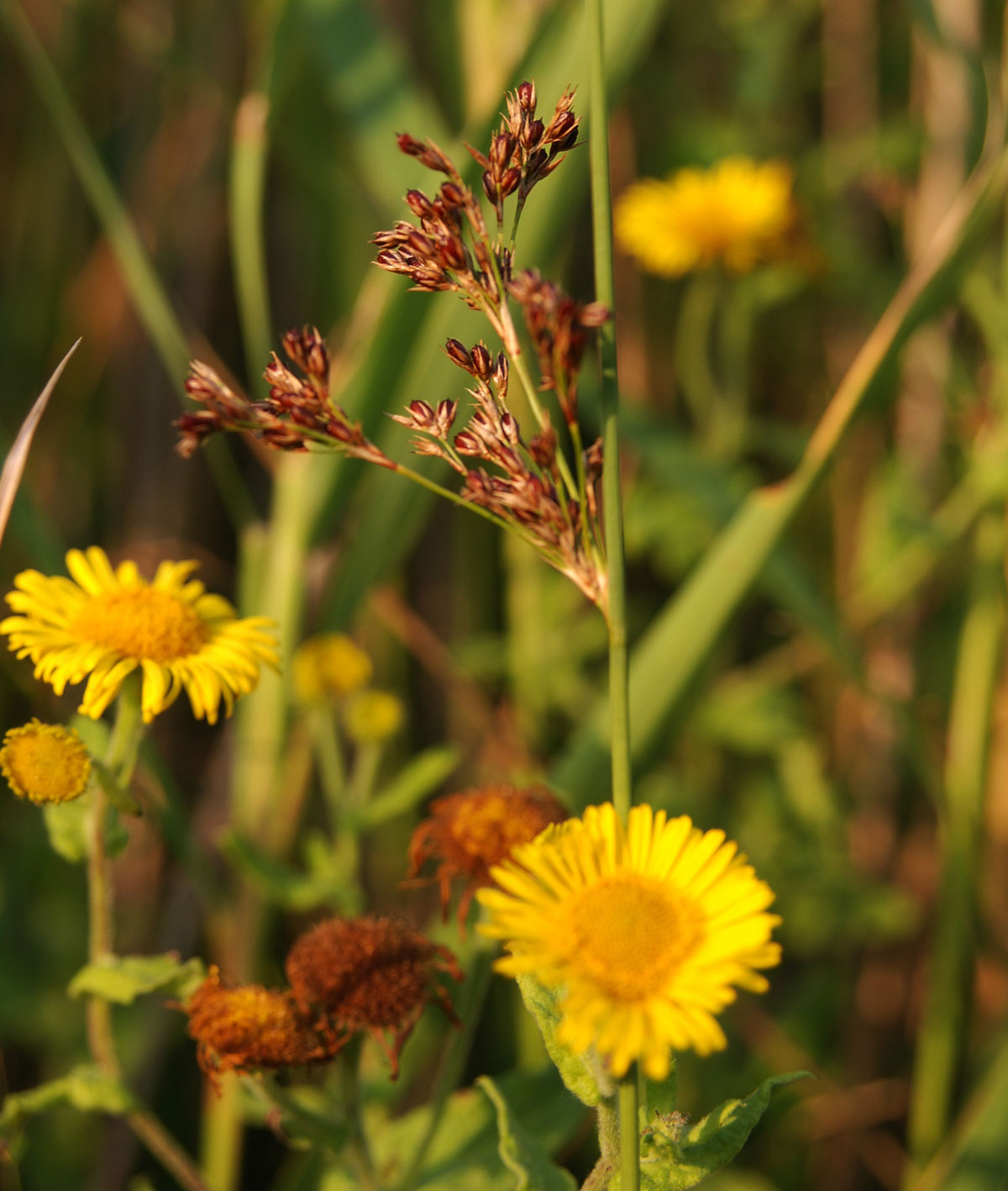 Hasles undergrund | 367 ture